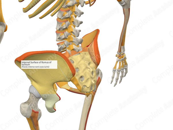 Internal Surface of Ramus of Ischium | Complete Anatomy