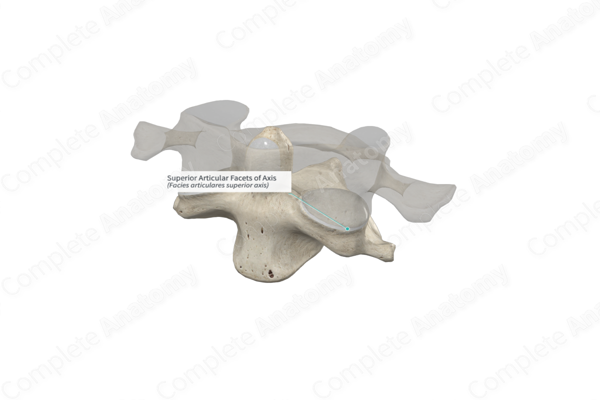 Superior Articular Facets of Axis | Complete Anatomy Superior Articular Facets of Axis | Complete Anatomy