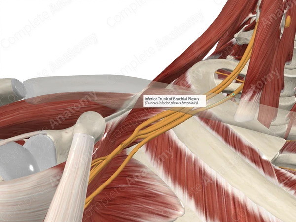 Inferior Trunk of Brachial Plexus | Complete Anatomy
