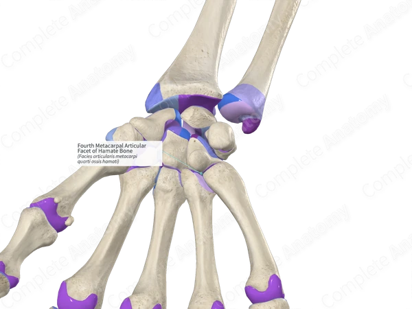 Fourth Metacarpal Articular Facet of Hamate Bone | Complete Anatomy