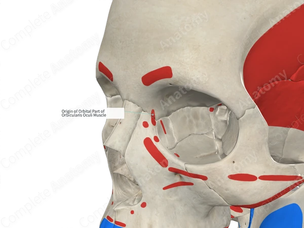 Origin of Orbital Part of Orbicularis Oculi Muscle | Complete Anatomy