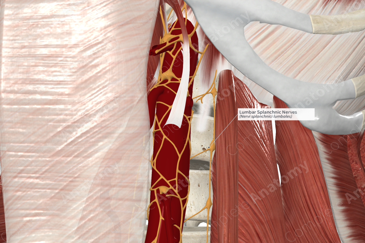 Lumbar Splanchnic Nerves Complete Anatomy