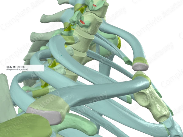 Body of First Rib | Complete Anatomy