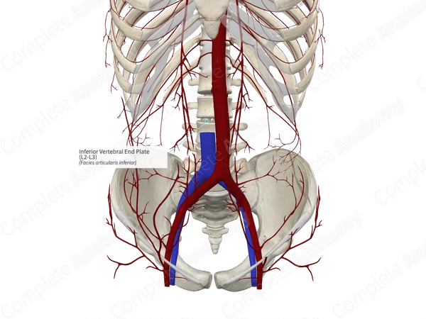 Inferior Vertebral End Plate (L2-L3) | Complete Anatomy