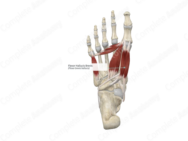 Flexor Hallucis Brevis | Complete Anatomy