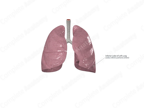 Inferior Lobe of Left Lung | Complete Anatomy