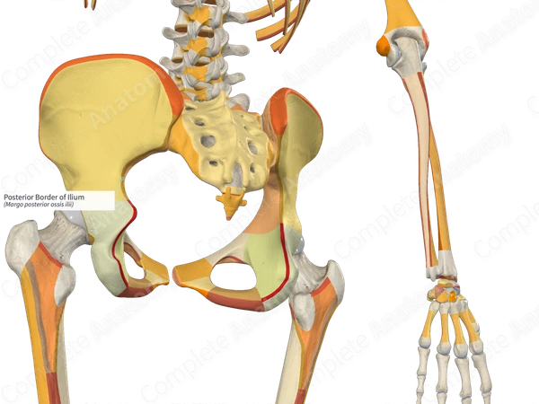 Posterior Border of Ilium | Complete Anatomy