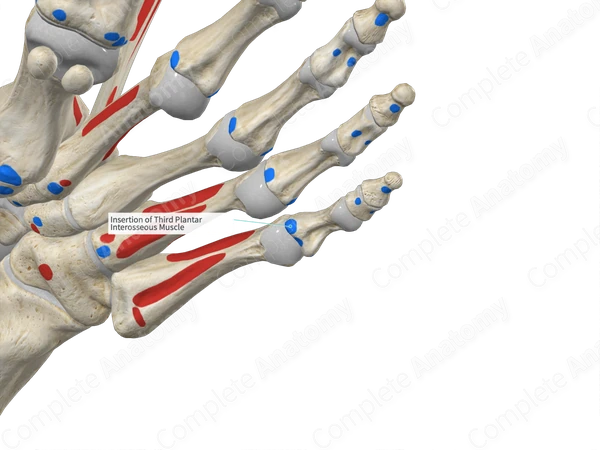 Insertion of Third Plantar Interosseous Muscle | Complete Anatomy