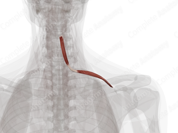 Omohyoid Muscle (Left) | Complete Anatomy