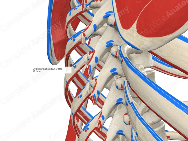Origin of Latissimus Dorsi Muscle | Complete Anatomy