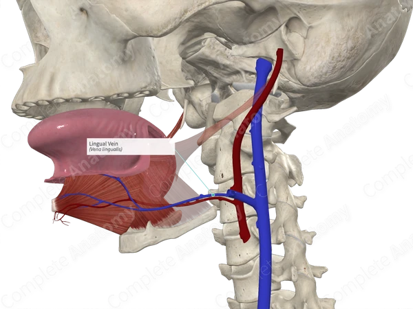 Lingual Vein | Complete Anatomy