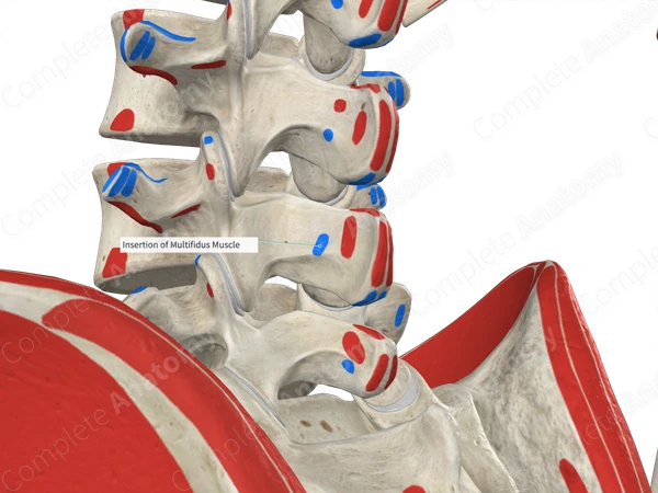 Insertion of Multifidus Muscle | Complete Anatomy