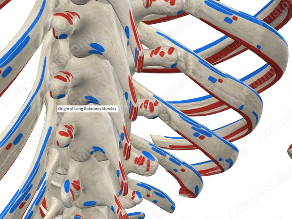 Origin of Long Rotatores Muscles | Complete Anatomy