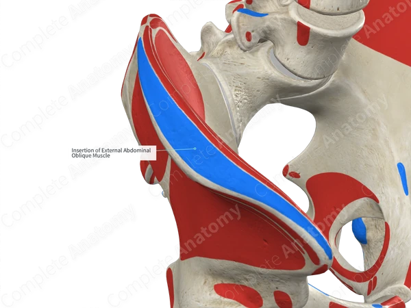 Insertion of External Abdominal Oblique Muscle | Complete Anatomy