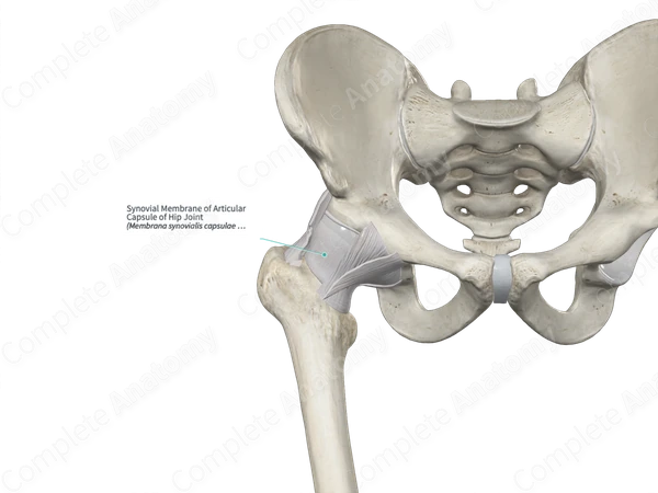 Synovial Membrane of Articular Capsule of Hip Joint | Complete Anatomy