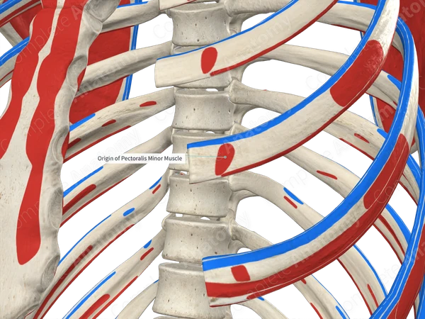 Origin of Pectoralis Minor Muscle | Complete Anatomy