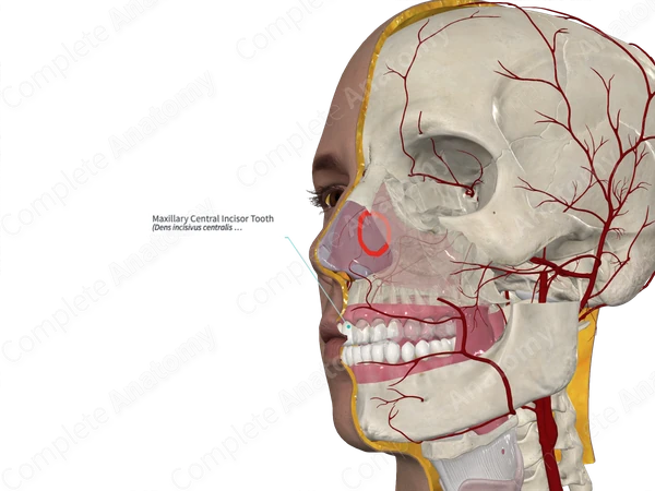 Maxillary Central Incisor External Morphology Facial View