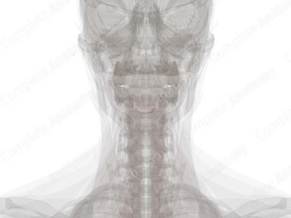 Intervertebral Disc (C2-C3) | Complete Anatomy