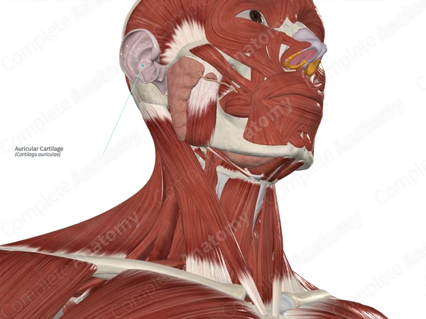 Auricular Cartilage | Complete Anatomy