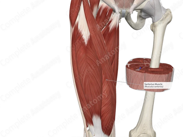 Sartorius Muscle | Complete Anatomy