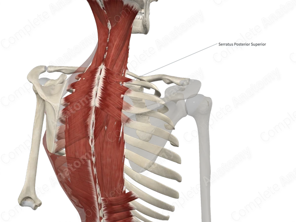 Serratus Posterior Superior Origin Serratus Posterior Muscles: