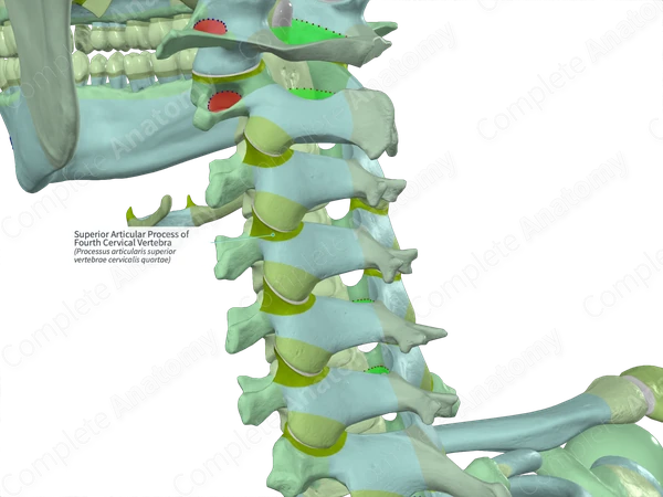 Superior Articular Process of Fourth Cervical Vertebra (Right ...