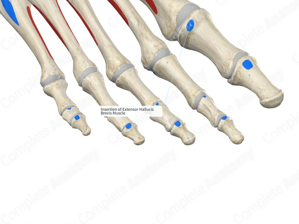 Insertion of Extensor Hallucis Brevis Muscle | Complete Anatomy
