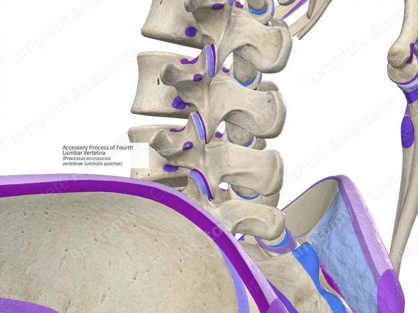 Accessory Process of Fourth Lumbar Vertebra (Left) | Complete Anatomy