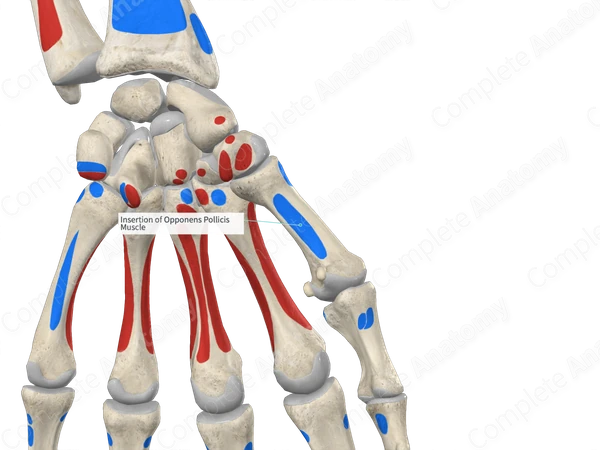Insertion of Opponens Pollicis Muscle | Complete Anatomy