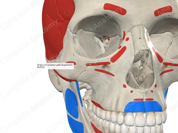 Origin of Levator Labii Superioris Muscle | Complete Anatomy