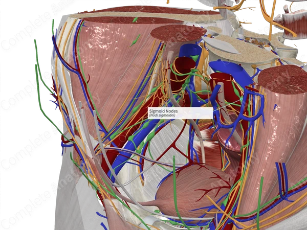 Sigmoid Nodes | Complete Anatomy