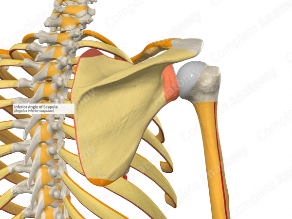 Inferior Angle of Scapula | Complete Anatomy