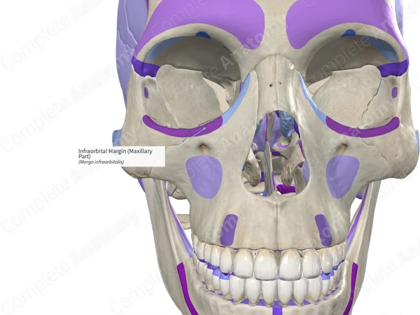 Infraorbital Margin (Maxillary Part) | Complete Anatomy