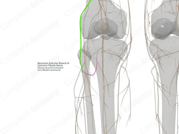 Recurrent Articular Branch of Common Fibular Nerve (Left) | Complete ...