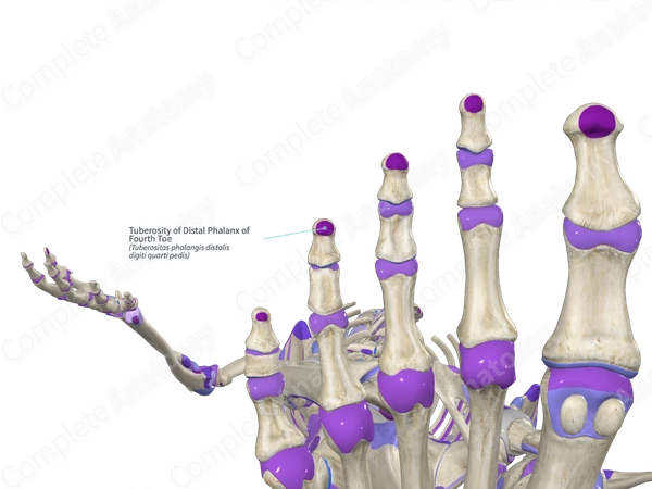 Tuberosity of Distal Phalanx of Fourth Toe | Complete Anatomy