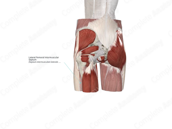 Lateral Femoral Intermuscular Septum | Complete Anatomy