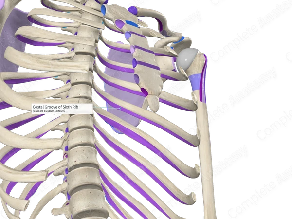 Costal Groove of Sixth Rib | Complete Anatomy