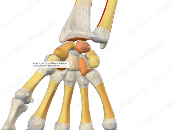 Palmar Surface of Hamate Bone | Complete Anatomy