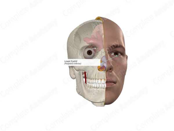 Lower Eyelid Anatomy