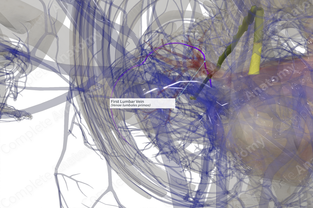 First Lumbar Vein Right Complete Anatomy