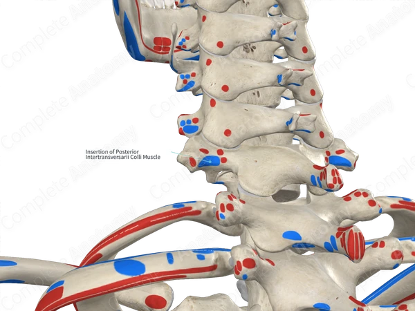 Insertion of Posterior Intertransversarii Colli Muscle | Complete Anatomy