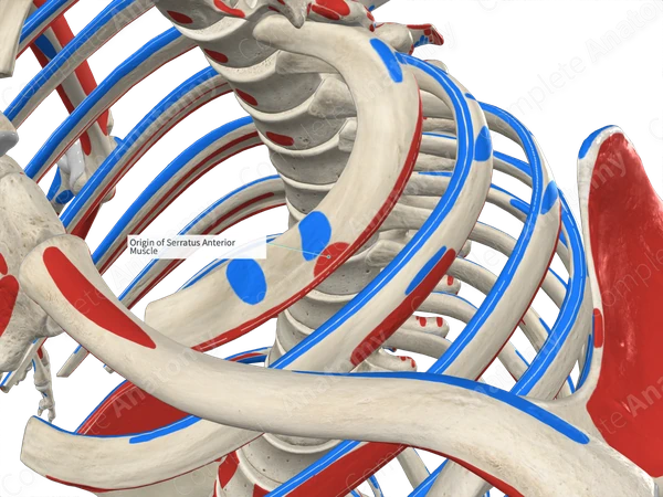 Origin of Serratus Anterior Muscle | Complete Anatomy