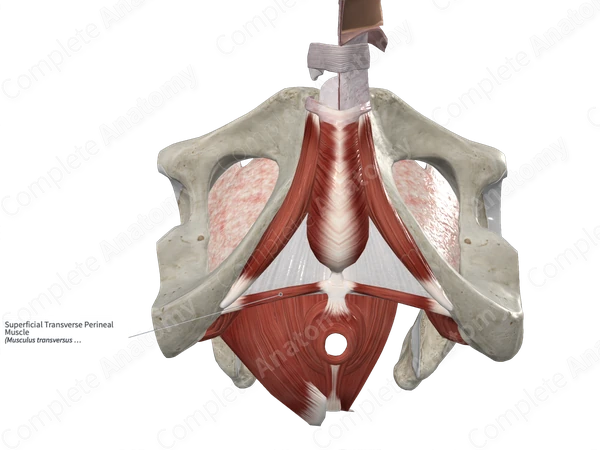 Superficial Transverse Perineal Muscle | Complete Anatomy