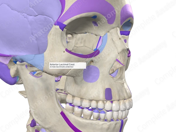Anterior Lacrimal Crest | Complete Anatomy