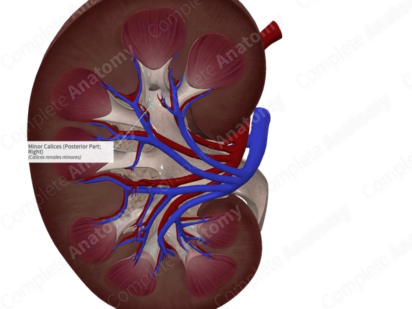 Minor Calices (Posterior Part; Right) | Complete Anatomy