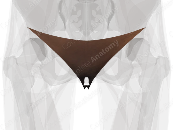 Skin (Perineum) | Complete Anatomy