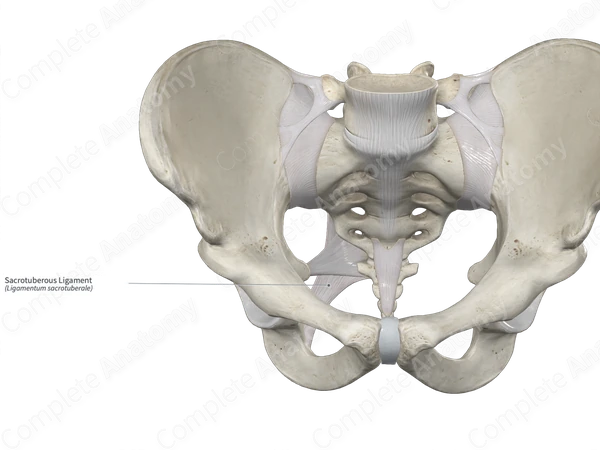 Sacrotuberous Ligament | Complete Anatomy