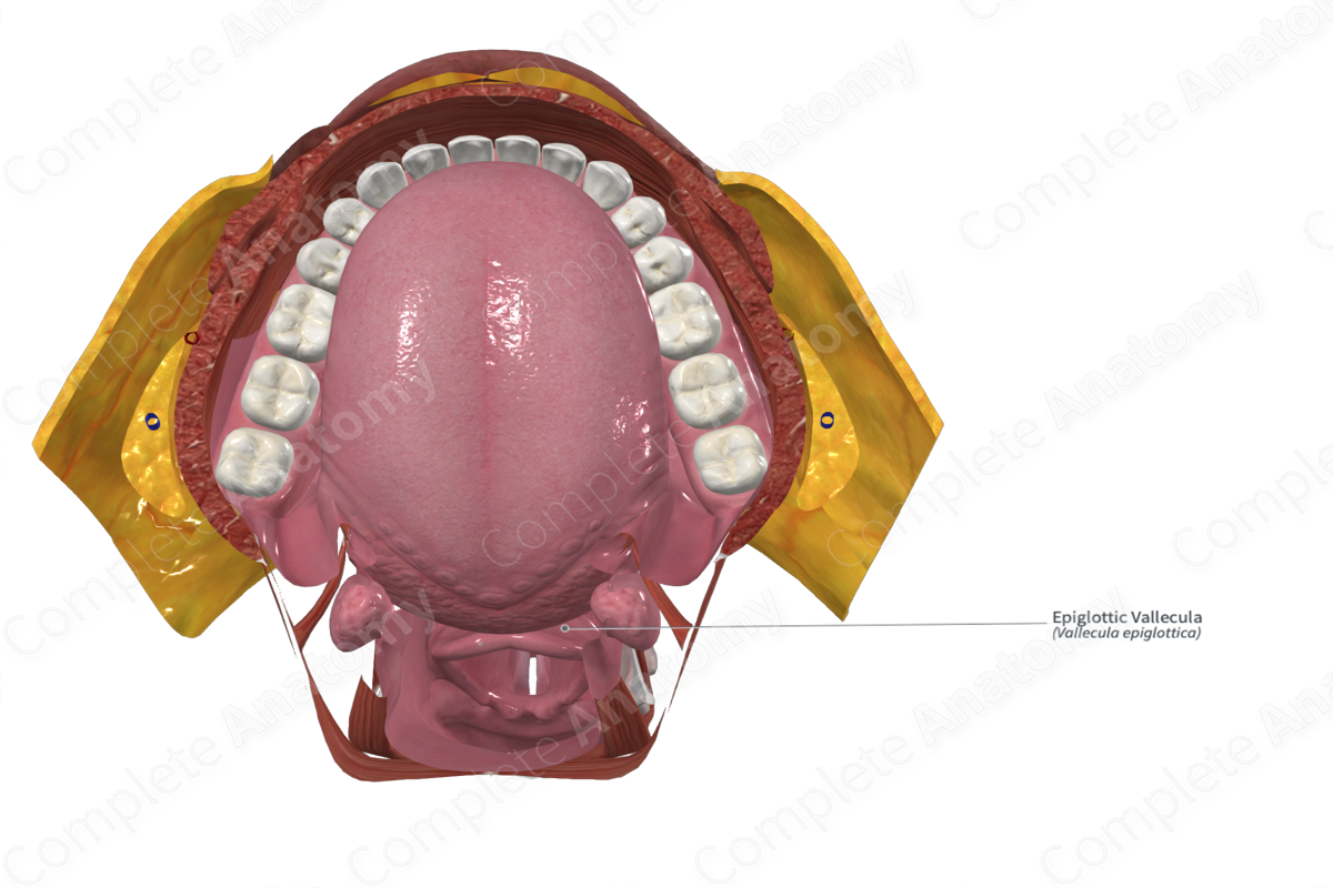 Epiglottic Vallecula | Complete Anatomy