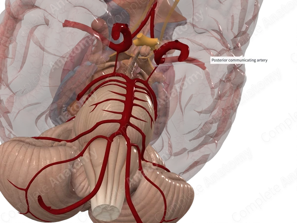 Posterior Communicating Artery | Complete Anatomy