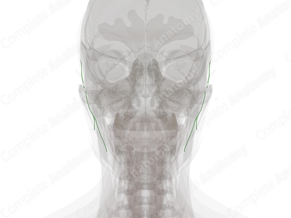 Mastoid Lymph Vessels | Complete Anatomy